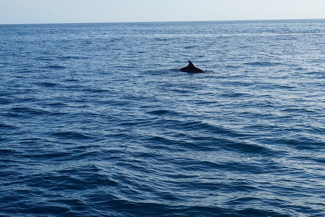 Dolphin Watching around Pore Riviera with Boat Trip - Frequently Asked Questions