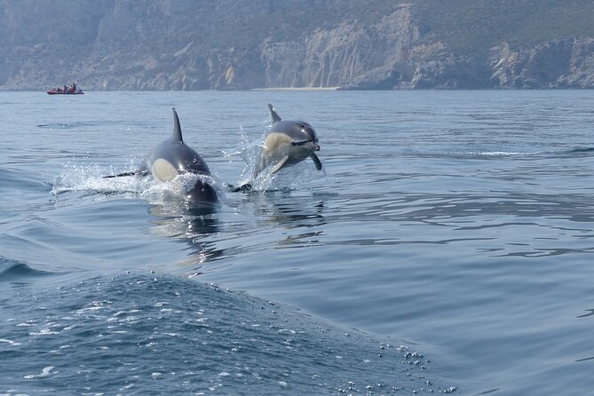 Dolphin Watching at the Arrabida (Lisbon Region) - Meeting and Pickup Details