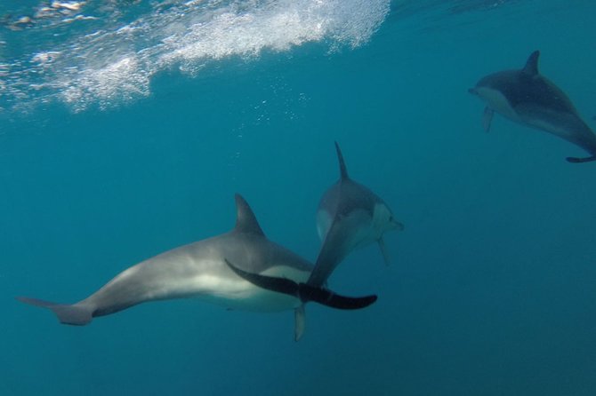 Dolphin Watching at the Arrabida (Lisbon Region) - Accessibility Information