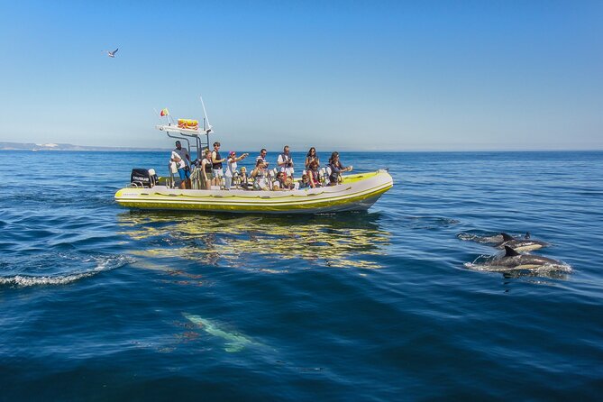 Dolphin Watching at the Arrabida (Lisbon Region) - Pricing and Booking Information