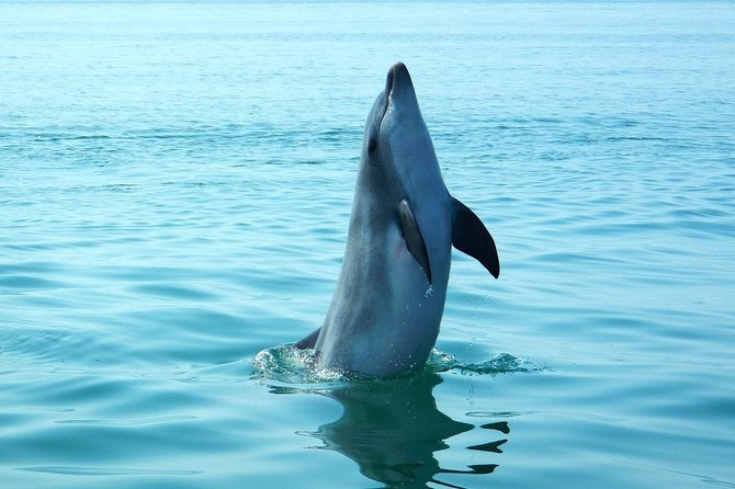 Dolphin Watching at the Arrabida (Lisbon Region) - Travel Tips for Dolphin Watching