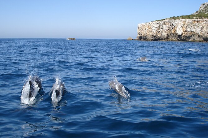 Dolphin Watching at the Arrabida (Lisbon Region) - Why Choose Dolphin Watching at Arrabida