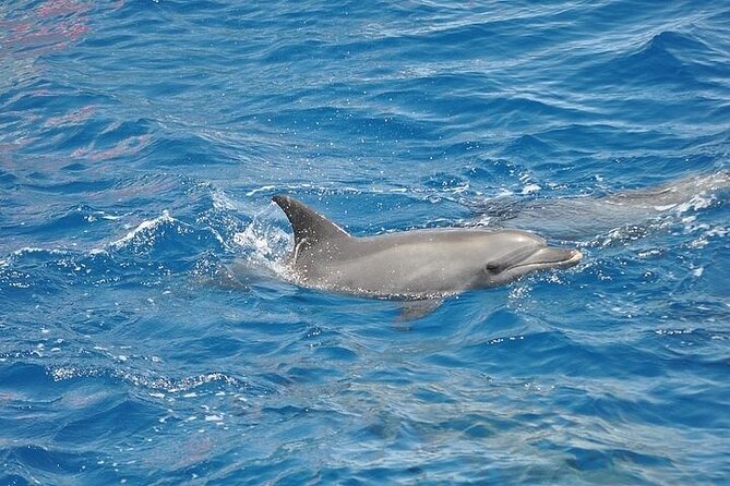 Dolphin Watching Boat Excursion to Figarolo Island From Olbia - Dolphin Watching Adventure: Glimpsing the Majestic Marine Creatures