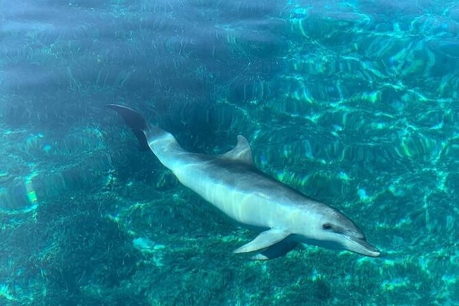 Dolphin Watching Boat Excursion to Figarolo Island From Olbia - Convenient Meeting Point and Logistics