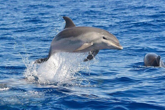 Dolphin Watching Boat Excursion to Figarolo Island From Olbia - Traveler Reviews and Recommendations