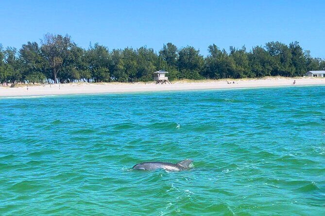 Dolphin Watching boat tour around Anna Maria Island - Who Will Love This Tour?