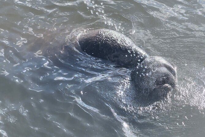 Dolphin Watching boat tour around Anna Maria Island - Final Words