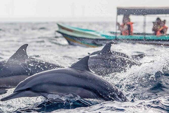 Dolphin Watching Boat Tour from Kalpitiya - Key Points