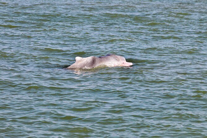 Dolphin Watching Boat Tour from Kalpitiya - What to Expect on This Dolphin Watching Tour