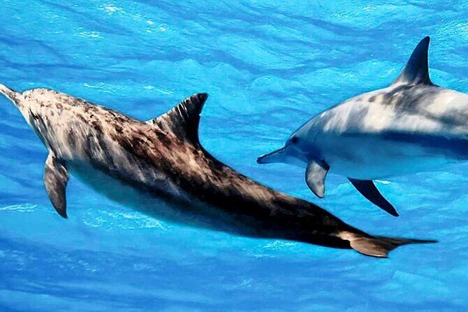 Dolphin Watching Boat Tour from Kalpitiya - Insights from Past Travelers