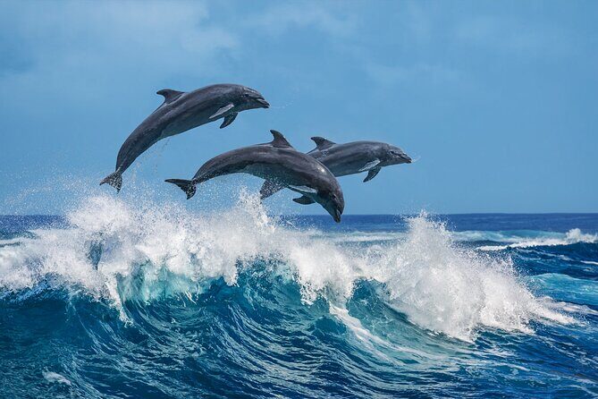 Dolphin Watching Boat Tour from Kalpitiya - The Sum Up: Who Is This Tour Best For?