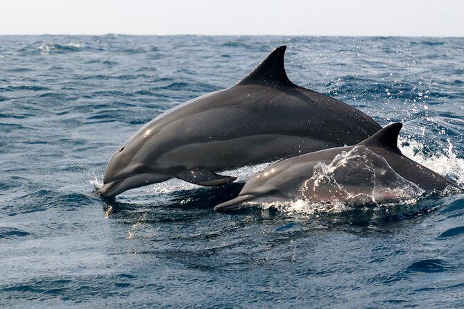 Dolphin Watching Boat Tour from Kalpitiya - Frequently Asked Questions (FAQs)