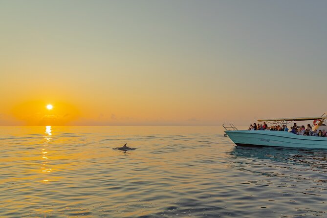 Dolphin Watching by Boat: A Review - Convenient Pickup and Group Size