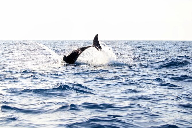 Dolphin watching by boat - Mallorca Dolphin Watching by Boat: A Closer Look