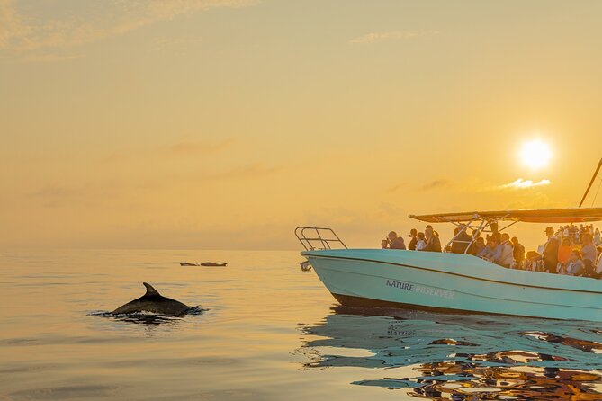 Dolphin watching by boat - The Authentic Experience and Why It Matters