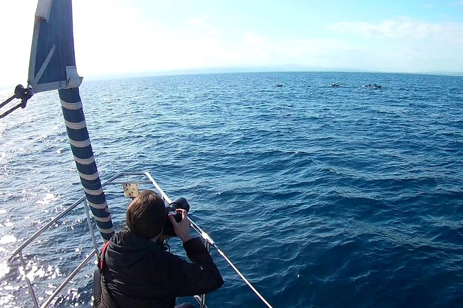 Dolphin Watching & Conservation - Dolphins in the Gulf of Catania - Observing Dolphins in Their Natural Habitat