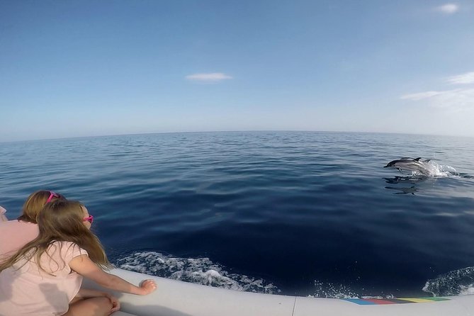 Dolphin Watching & Conservation - Dolphins in the Gulf of Catania - Specialized Skippers and Marine Biologists