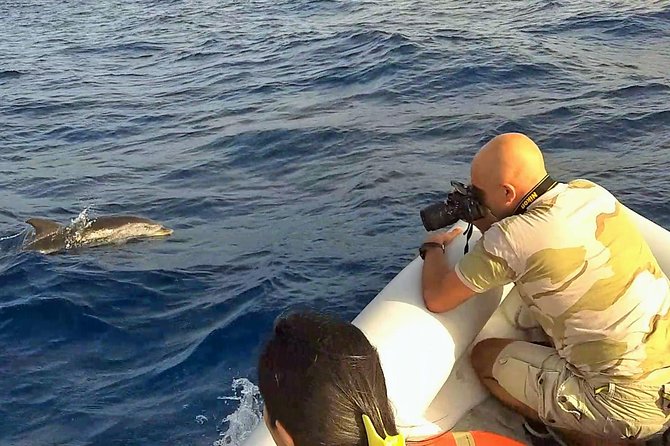 Dolphin Watching & Conservation - Dolphins in the Gulf of Catania - Boat Rental Options for the Tour