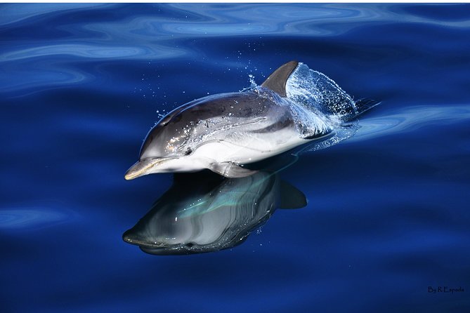 Dolphin Watching Excursion in Gibraltar - The Sum Up