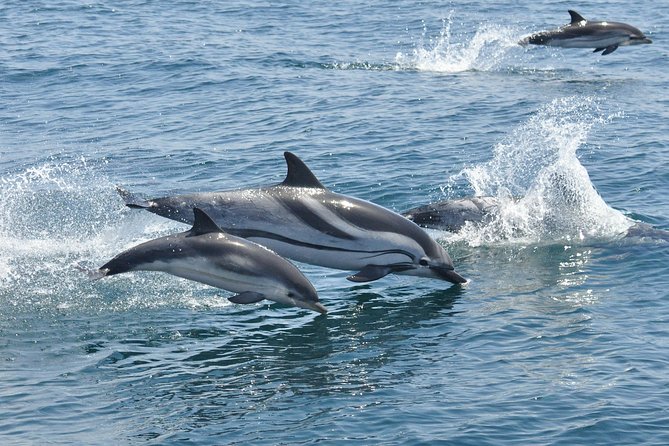 Dolphin Watching Excursion in Gibraltar - FAQ