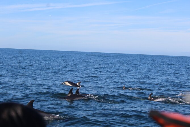 Dolphin Watching From Faro - Professional Guidance and Safety