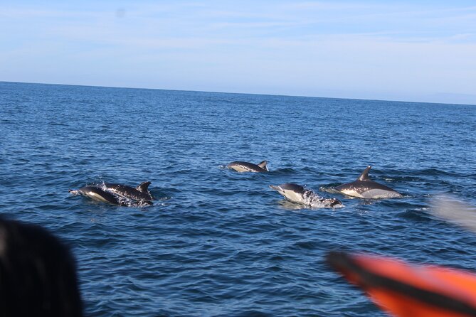 Dolphin Watching From Faro - Pricing and Review Highlights