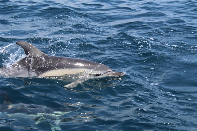 Dolphin Watching from Lagos with Marine Biologists - An Honest Look at What to Expect
