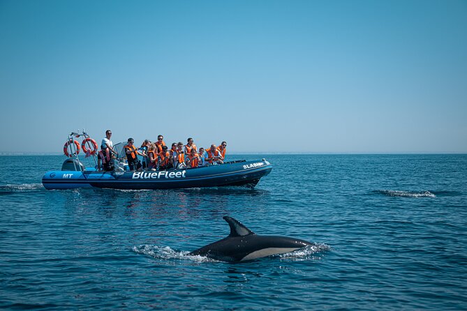 Dolphin Watching from Lagos with Marine Biologists - FAQ