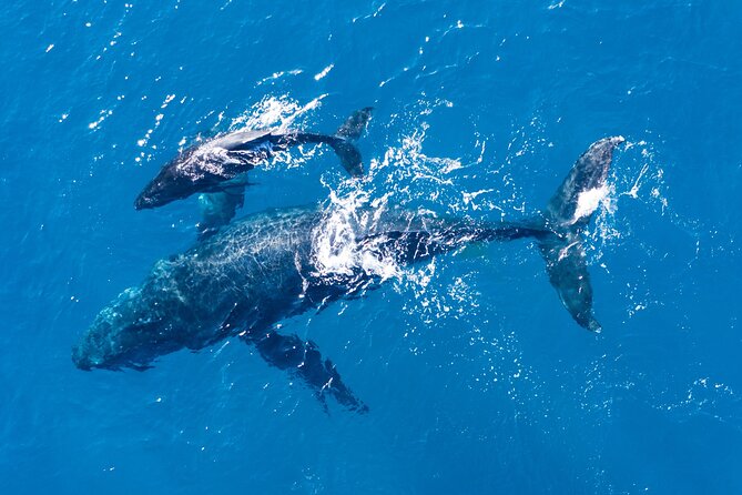 Dolphin Watching Half-Day Cruise From Lagos - Recommended for Families and Adventure Seekers