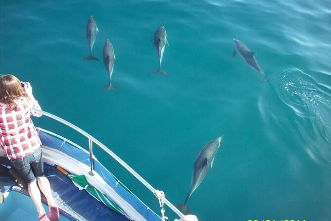 Dolphin Watching in Gibraltar Dolphin Safari V.I.P - Key Points