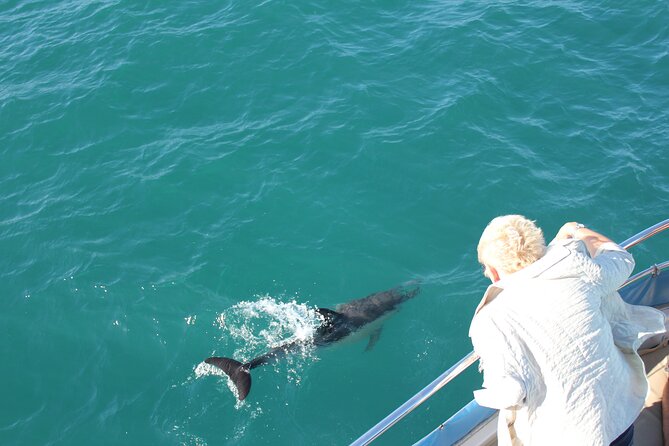 Dolphin Watching in Gibraltar Dolphin Safari V.I.P - The Experience and Its Value