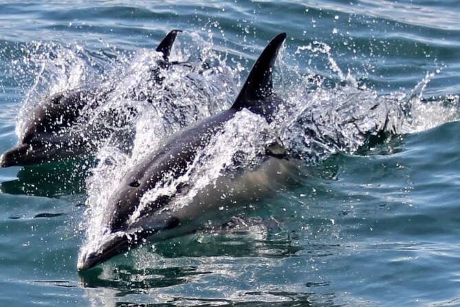 Dolphin Watching in Gibraltar Dolphin Safari V.I.P - Considerations and Tips