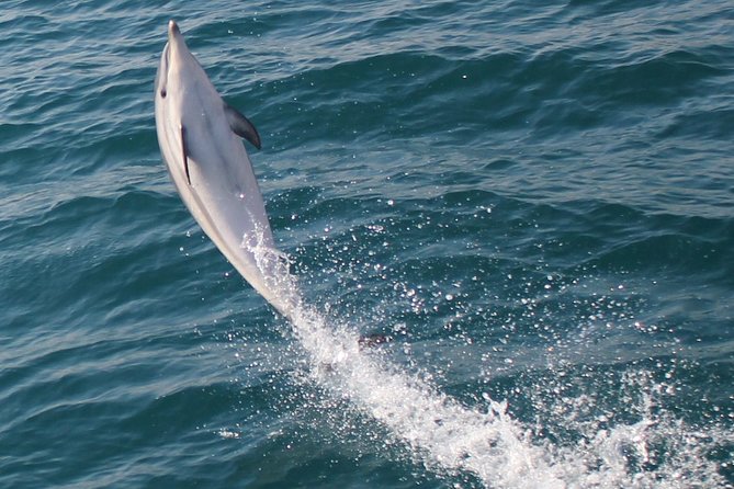 Dolphin Watching in Gibraltar Dolphin Safari V.I.P - Who Is This Tour Best For?