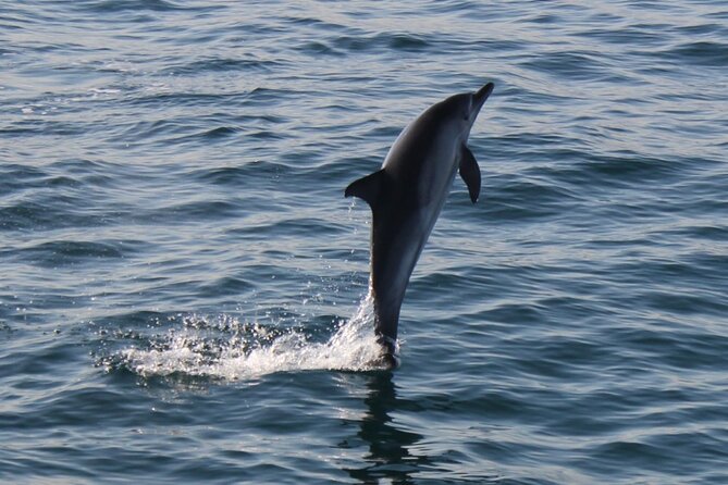 Dolphin Watching in Gibraltar Dolphin Safari V.I.P - Final Thoughts