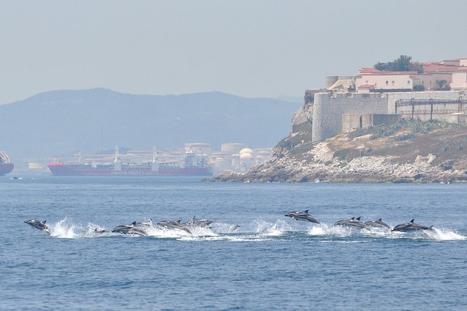 Dolphin Watching in Gibraltar & Fast Track Priority Cable Car - Accessibility and Participation