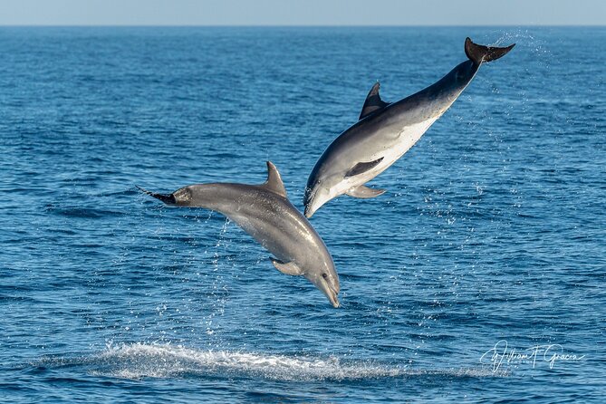 Dolphin Watching in Gibraltar & Fast Track Priority Cable Car - Highlights From Customer Reviews