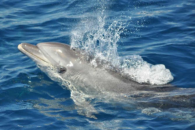Dolphin Watching in Gibraltar & Fast Track Priority Cable Car - Experiencing the Strait of Gibraltar