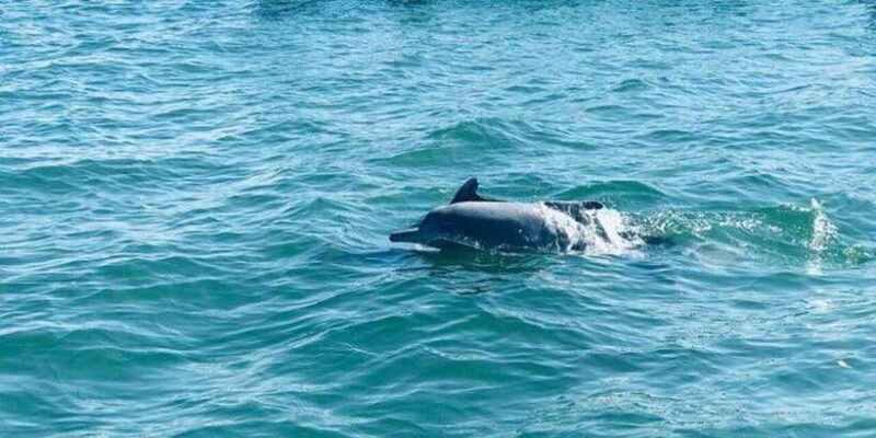 Dolphin Watching in Kalpitiya - Key Points