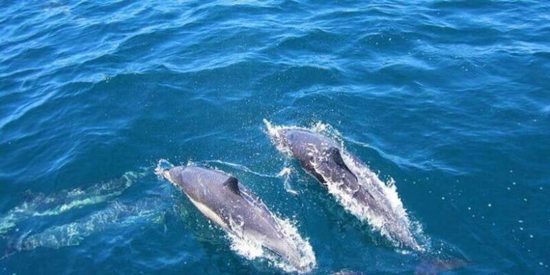 Dolphin Watching in Kalpitiya - The Experience Itself: What You Can Expect