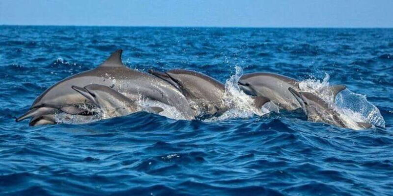 Dolphin Watching in Kalpitiya - Why the Season Matters
