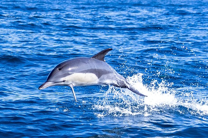 Dolphin Watching in Lisbon - Included Amenities