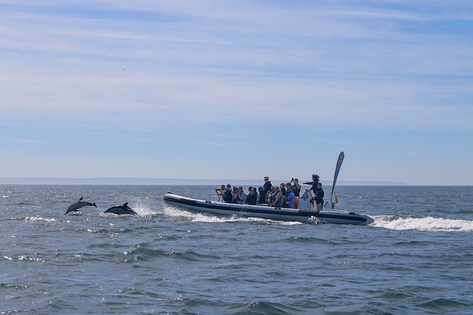 Dolphin Watching in Lisbon - Meeting Point and Logistics