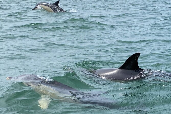 Dolphin Watching in Lisbon - Health and Safety Considerations