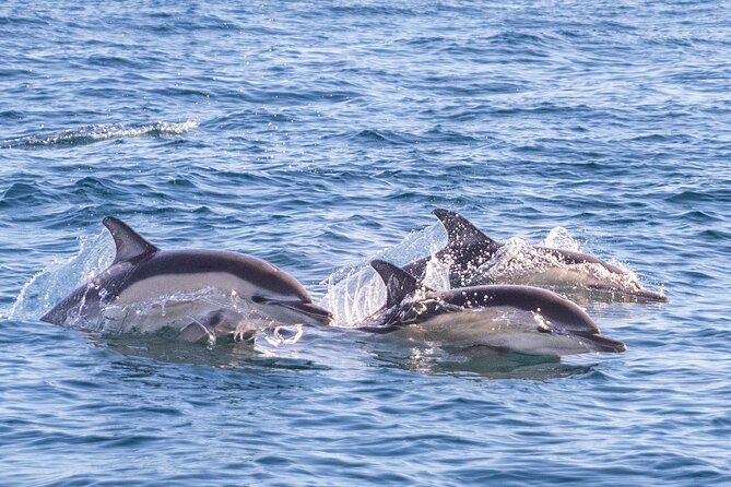 Dolphin Watching in Lisbon - Customer Testimonials