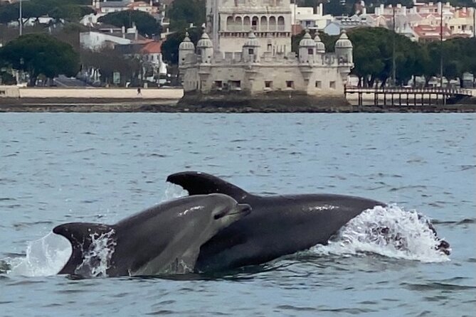 Dolphin Watching in Lisbon - Environmental Stewardship