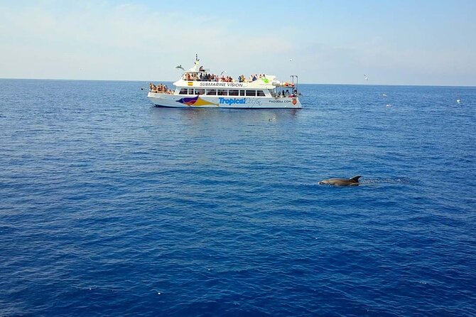 Dolphin Watching in Majorca - Key Points