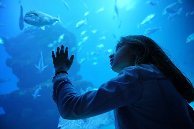 Dolphin Watching in Majorca - Experience Highlights