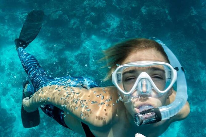 Dolphin Watching in Majorca - Positive Guest Experiences