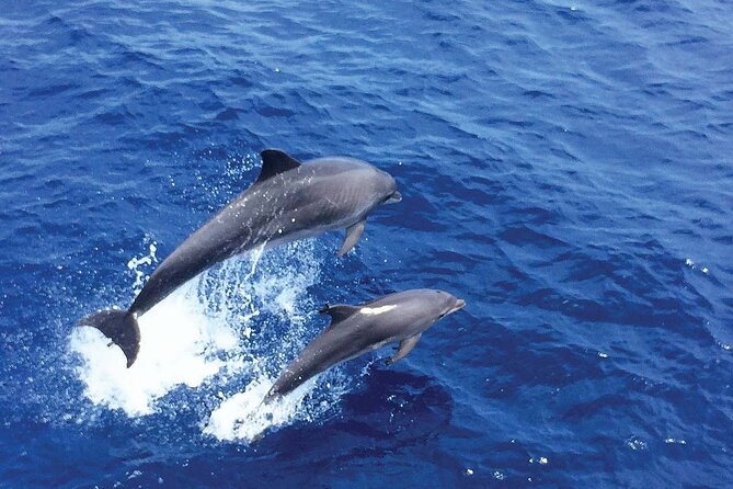 Dolphin Watching in Majorca - Negative Guest Experiences