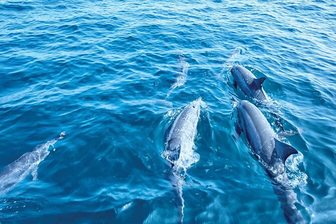 Dolphin Watching in Majorca - Additional Details